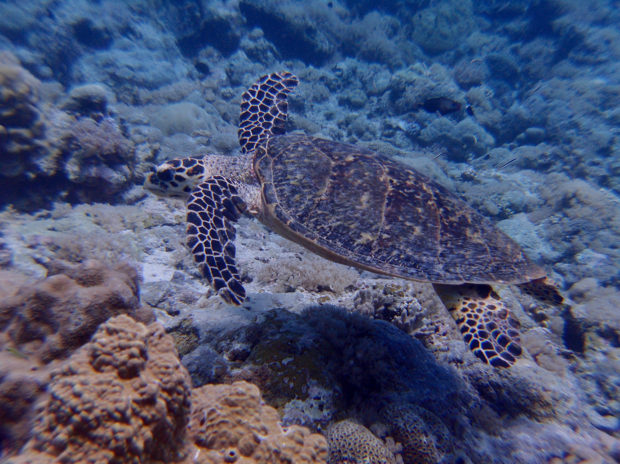 タイマイ | setsuko’s room | 海の生き物図鑑