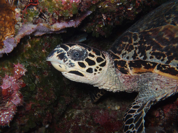 タイマイ | setsuko’s room | 海の生き物図鑑