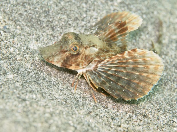 ホウボウ | setsuko’s room | 海の生き物図鑑